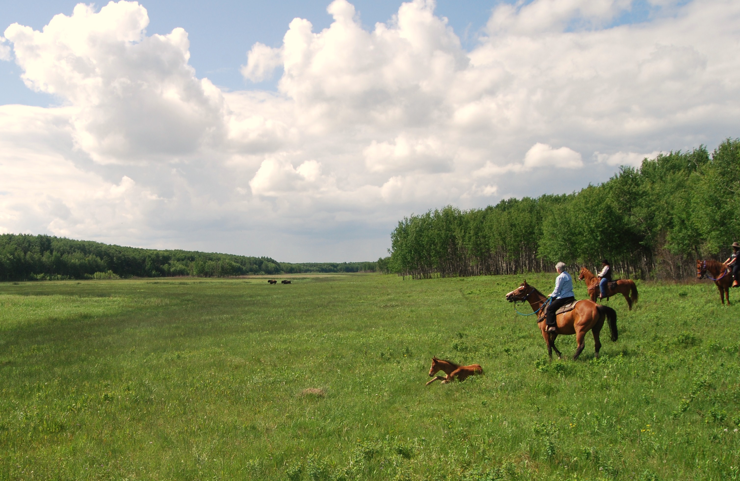 Part II: Overnight with Bison while riding in Saskatchewan | Global ...