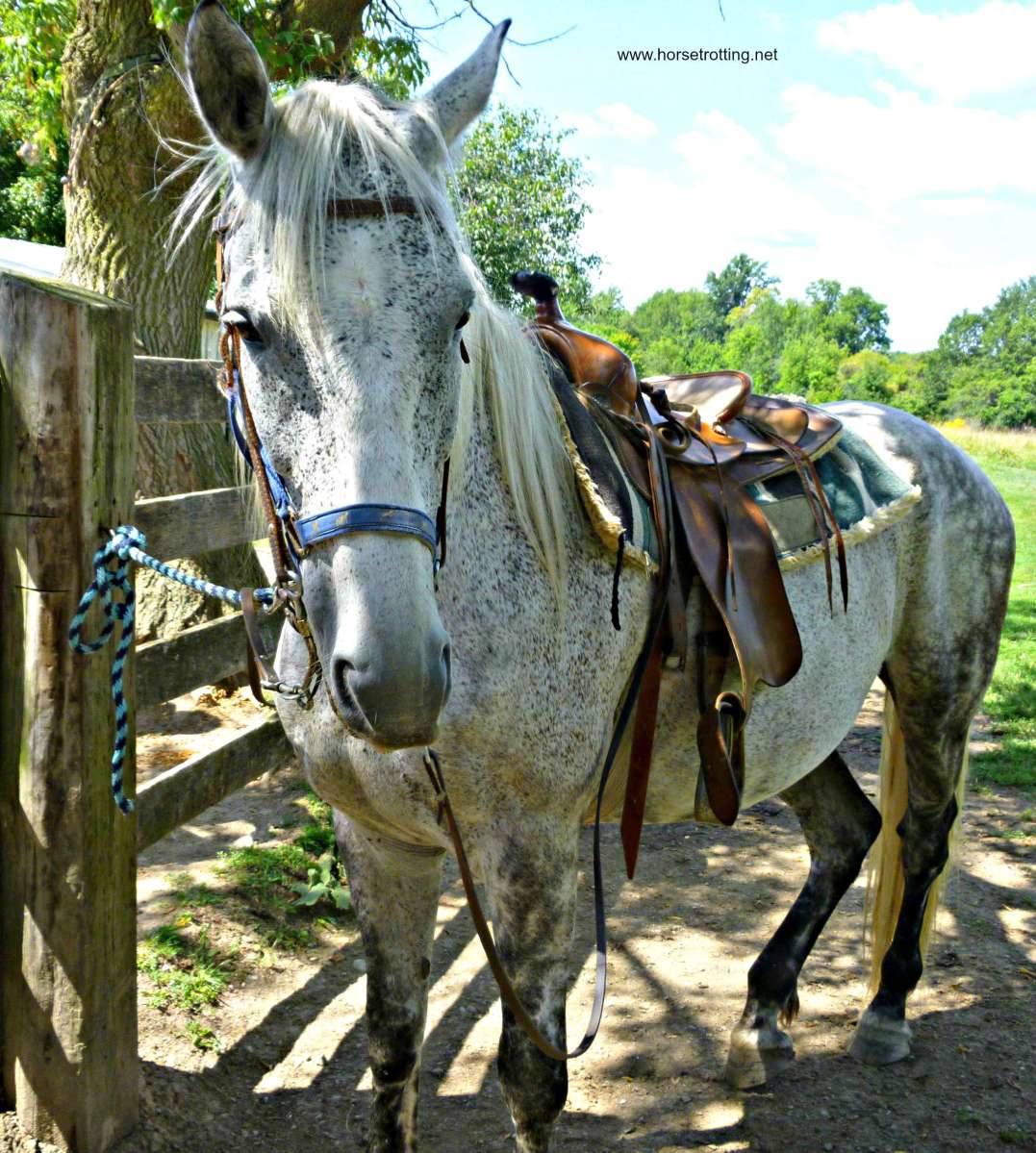 Travel Brant County, Ontario: Riding a Horse of a Different Gait ...