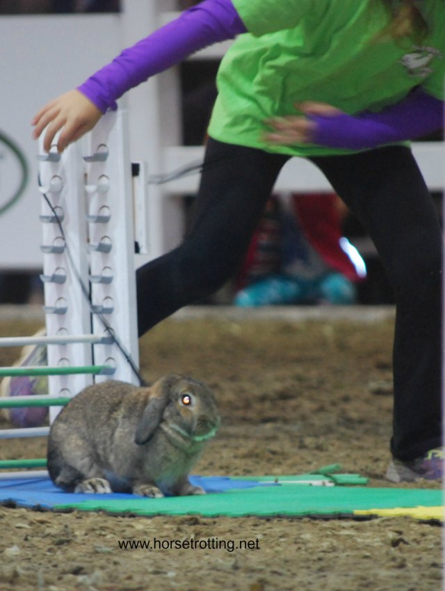 Look out Warmbloods, Rabbit Show Jumping is Stealing your Thunder ...
