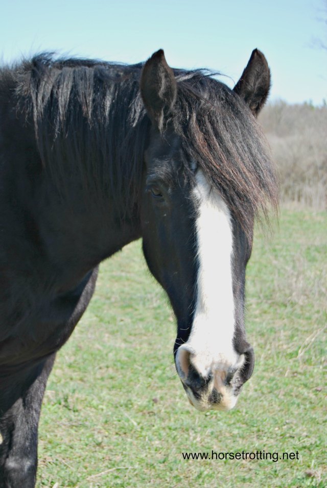 willow farms (small) thoroughbred horse | Global Travel for Horse Lovers