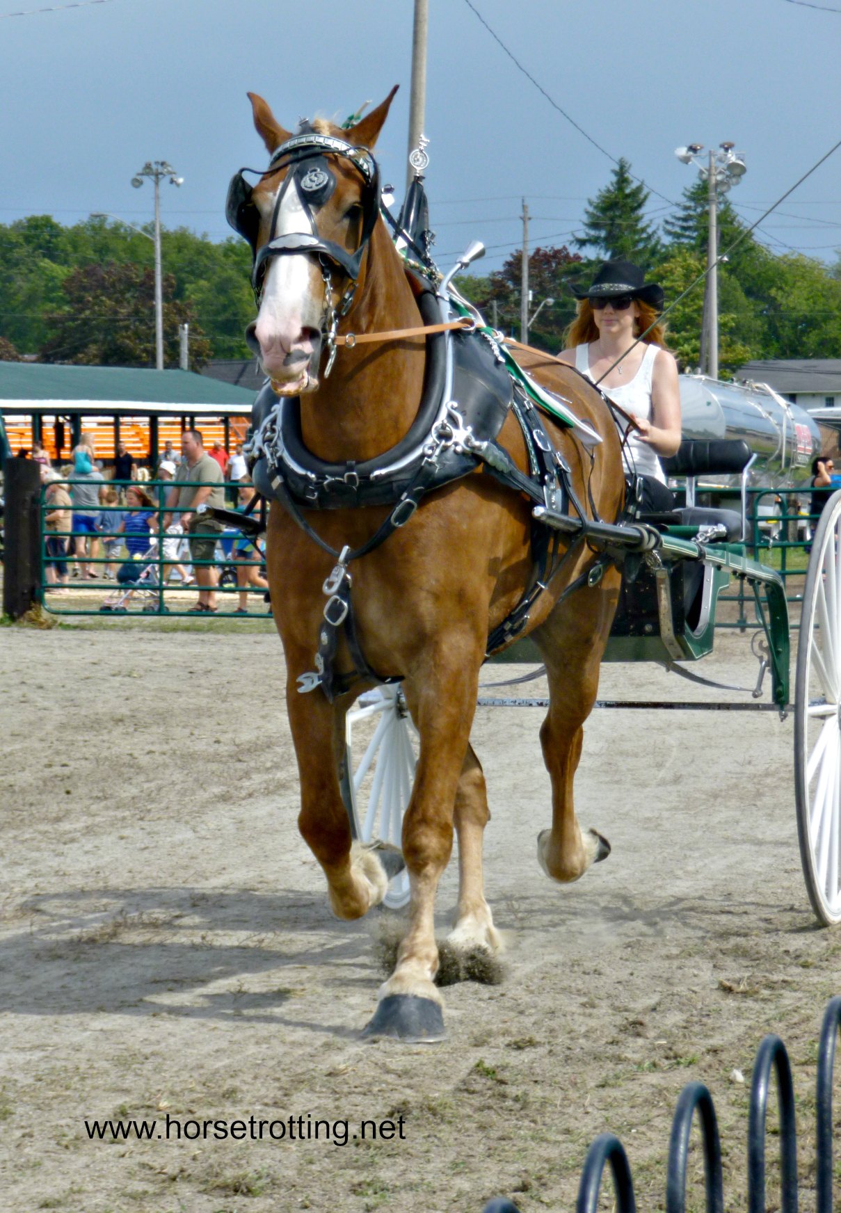 Heavy Horse Hitching – Fall Fair Competitions Demystified Part 1 ...