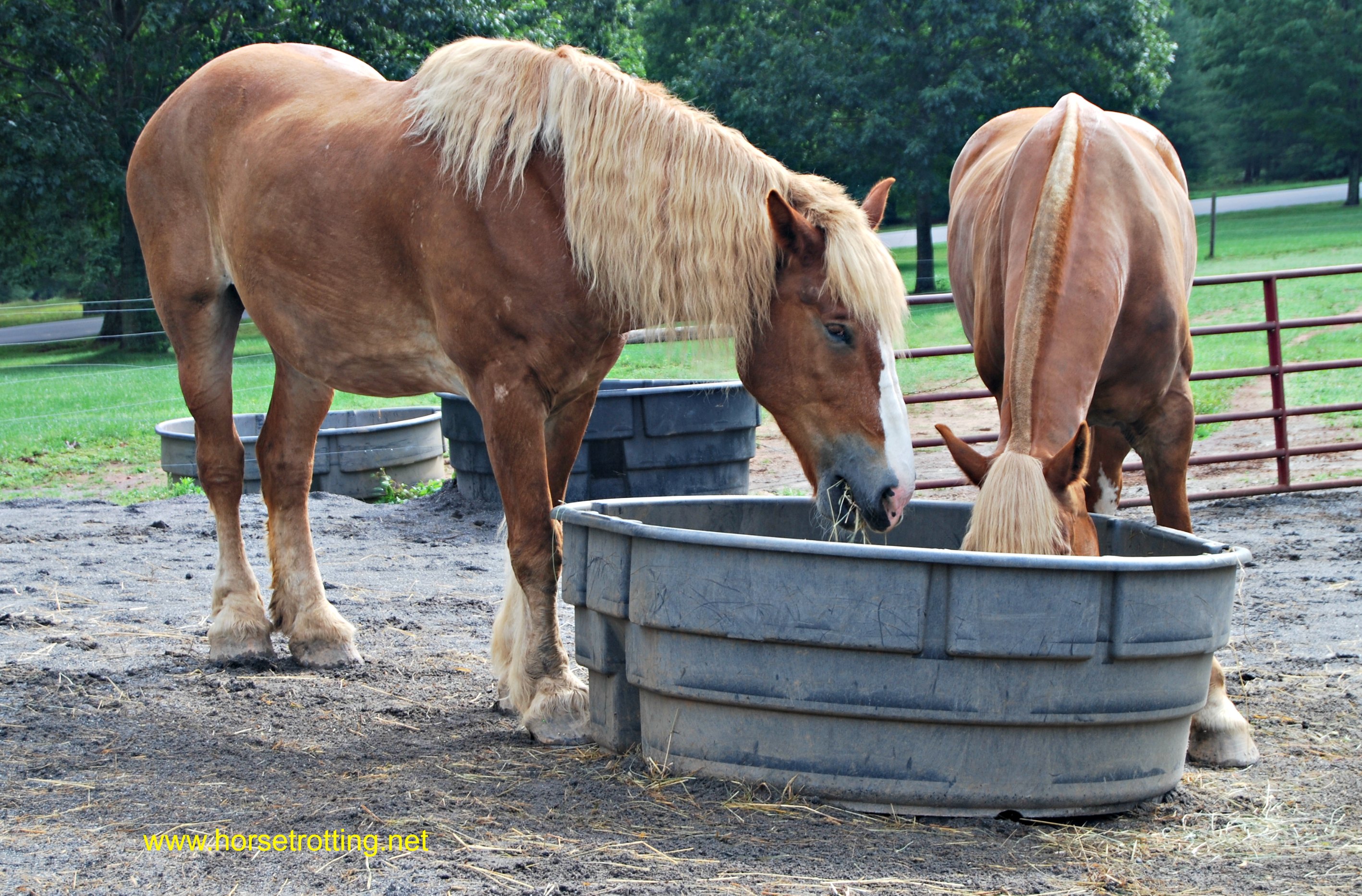 Travel Asheville, NC: Ride like a Vanderbilt at the Biltmore | Global ...