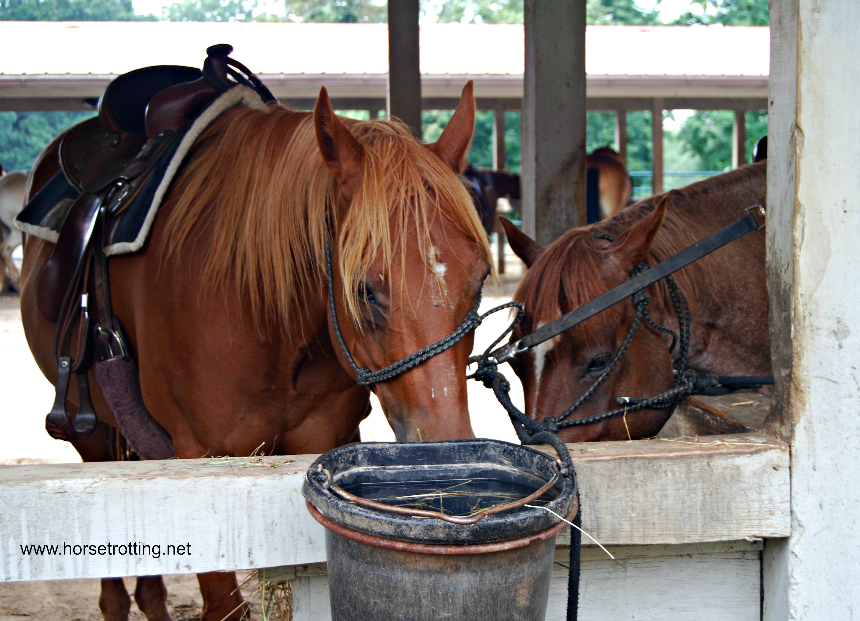 Travel Asheville, NC: Ride like a Vanderbilt at the Biltmore | Global ...