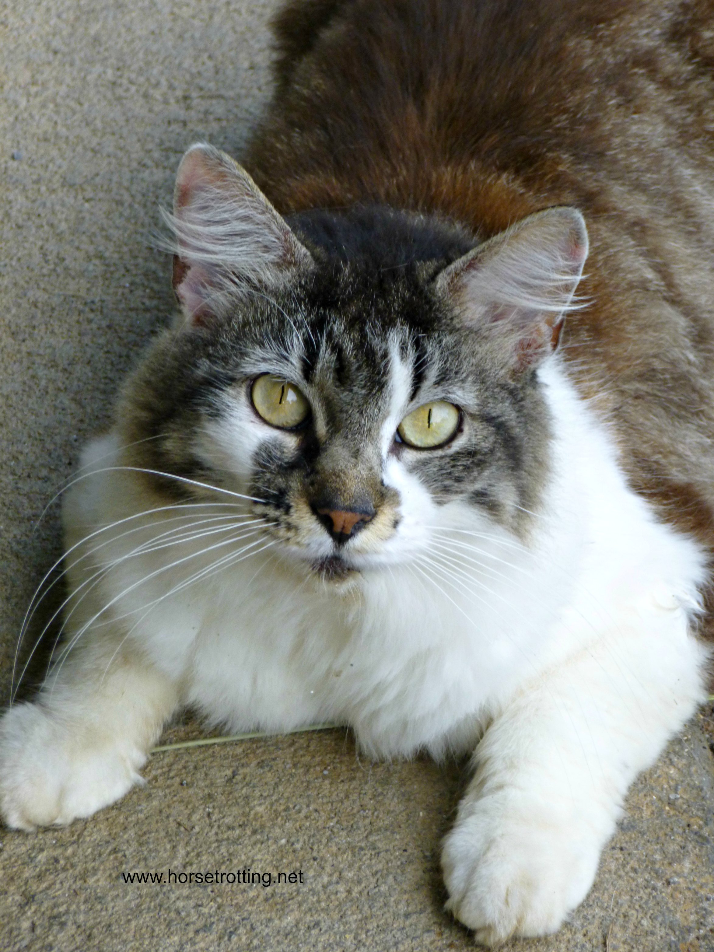 Travel Asheville, NC: Ride like a Vanderbilt at the Biltmore | Global ...