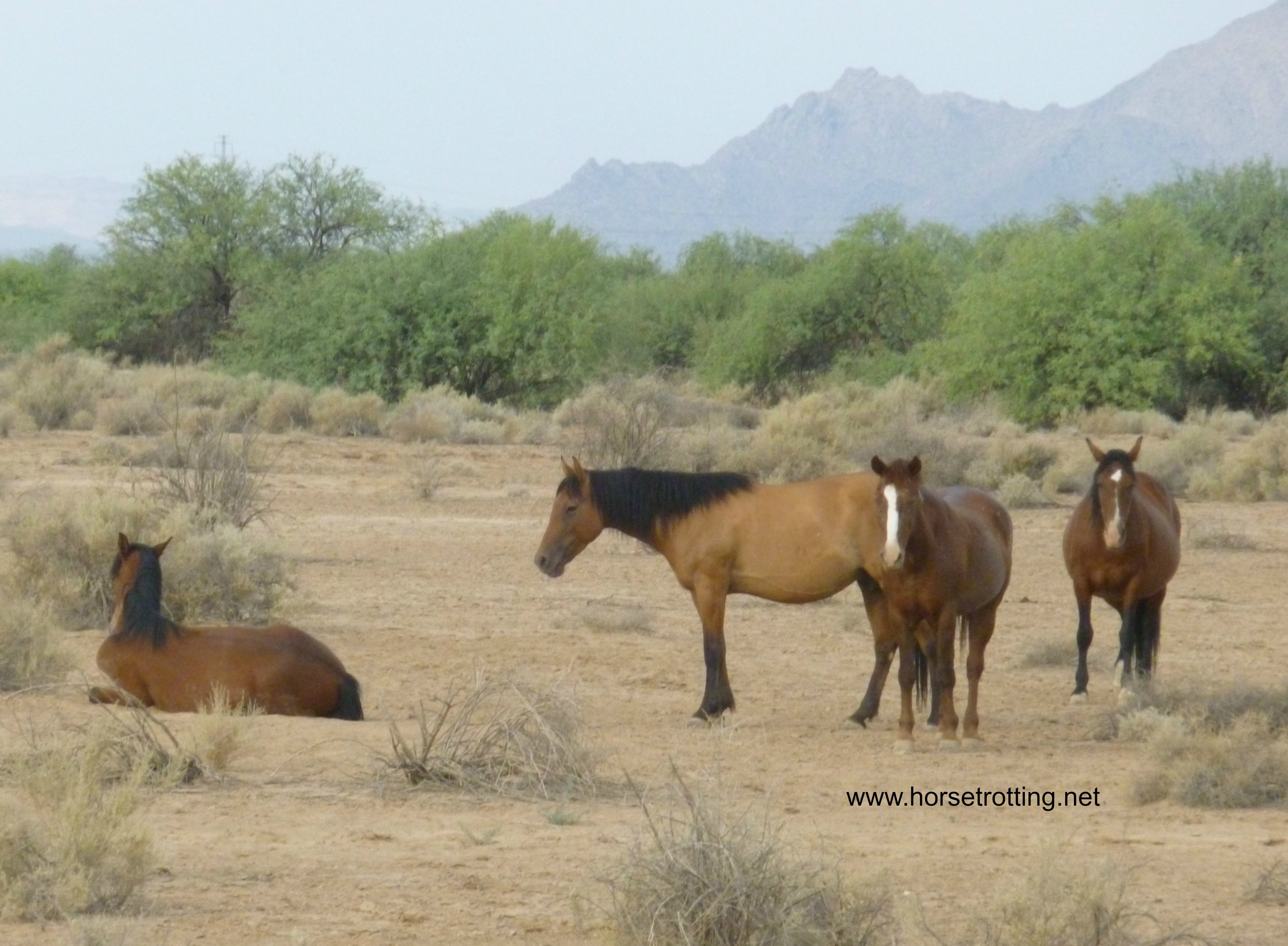 Arizona Wild Mustangs 3 | Global Travel for Horse Lovers