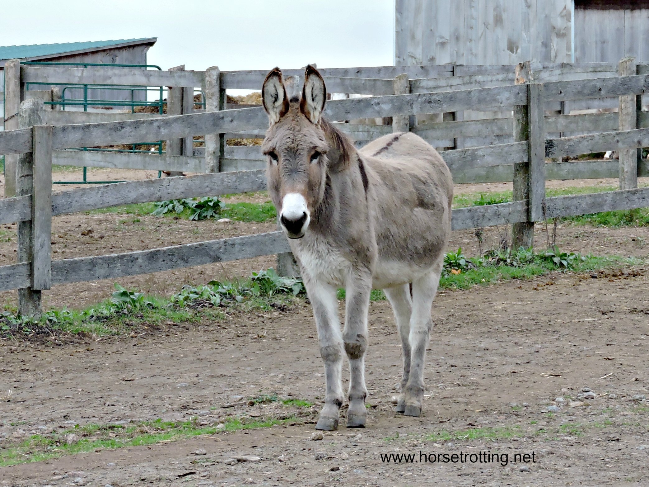 A Year of Heros #5: Donkey Sanctuary of Canada | Global Travel for ...