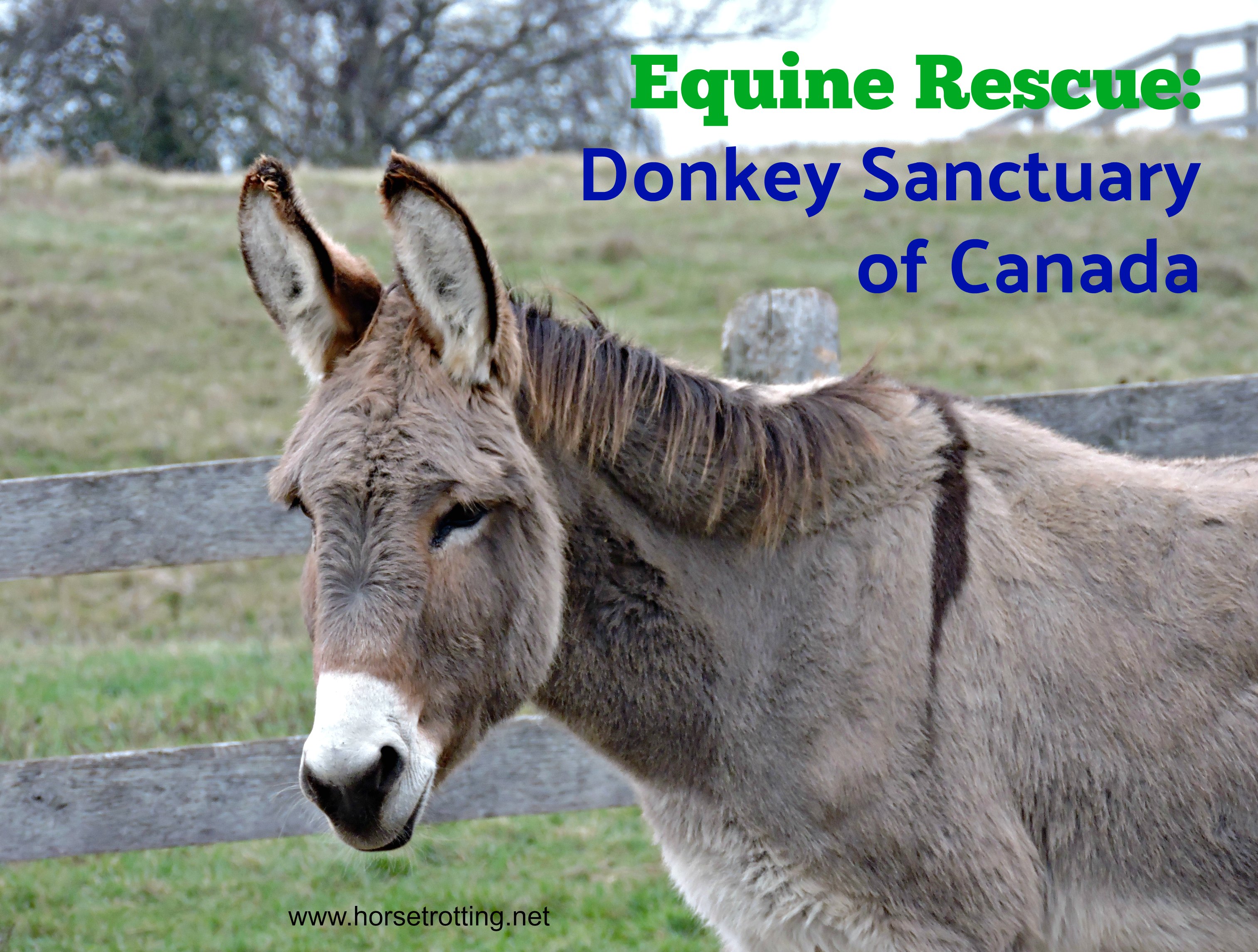 A Year of Heros #5: Donkey Sanctuary of Canada | Global Travel for ...