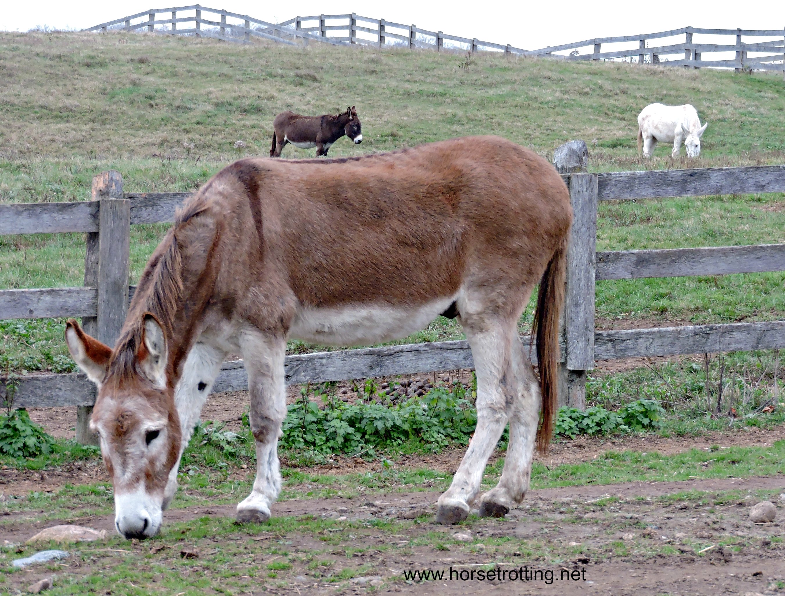 A Year of Heros #5: Donkey Sanctuary of Canada | Global Travel for ...
