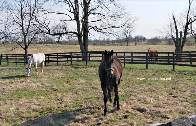 Travel Lexington: Saxony Farms – birthplace of a Derby Winner? Tour a ...