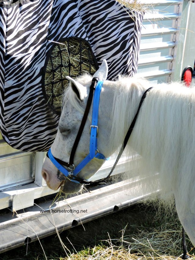 Mini Horses and Country Fall Fairs. What’s not to love? | Global Travel ...